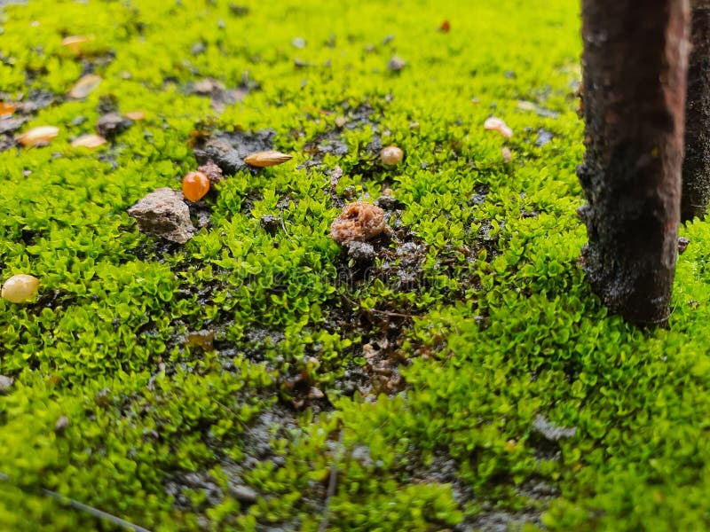 Seeds Sprinkled Moss Stock Photos - Free & Royalty-Free Stock Photos ...