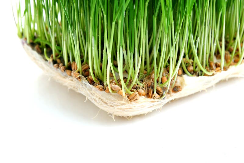 Seeds sprouting stock photo. Image of wheat, fresh, agriculture - 8499696