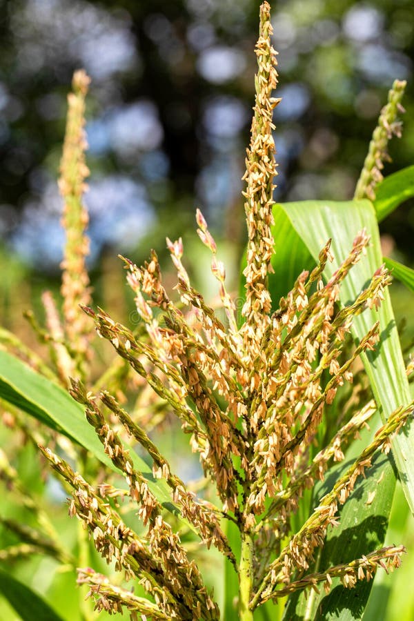 Seeds on a Stalk of Corn, Close-up. Stock Photo - Image of corn, young ...