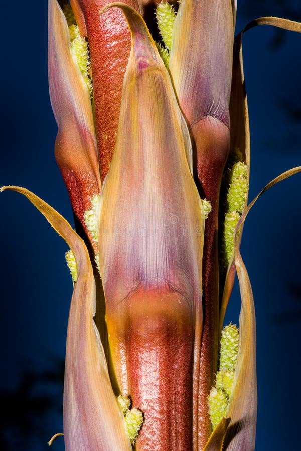 Seed Pod of Yucca Plant stock image. Image of stem, background - 25322247