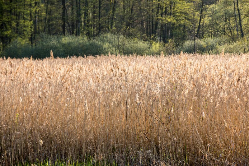 Seeds and Stalks of Common Reed or Reed Grass Phragmites Communis ...