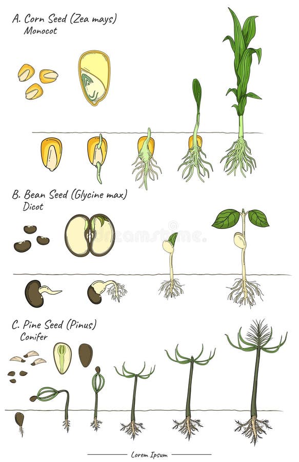 Soybean Seed Structure