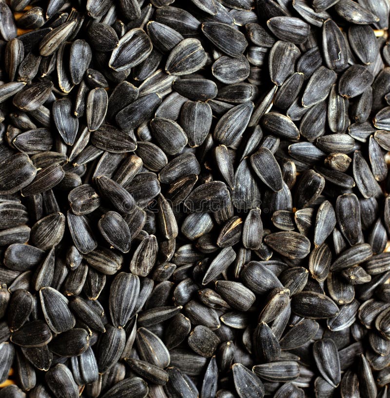 Seeds of sunflower stock photo. Image of crop, nutritious - 71081420