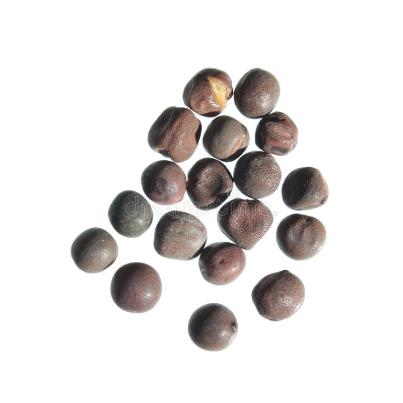 Seeds of Sweet Pea or Lathyrus Odoratus Isolated on White Background ...