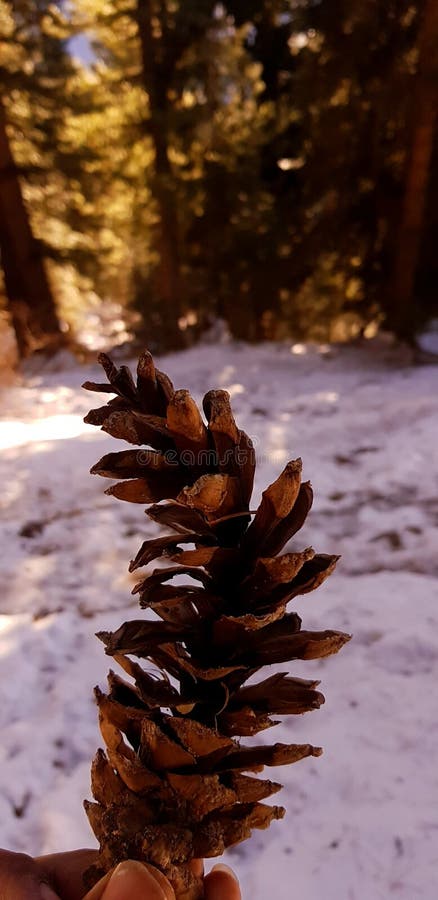 Seeds of tree stock image. Image of tree, leaf, wood - 180193541