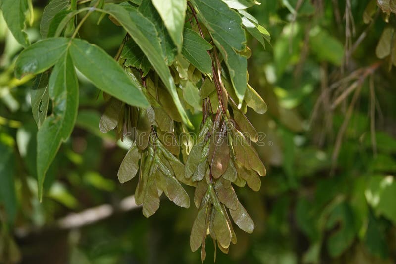 Helicopter Seeds on Tree Branches Stock Photo - Image of branches ...