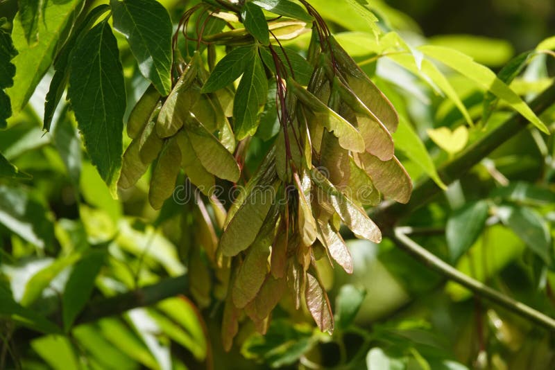 Helicopter Seeds on Tree Branches Stock Image - Image of growths ...
