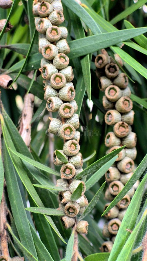 Seeds on the tree stock photo. Image of biodiversity - 360686576
