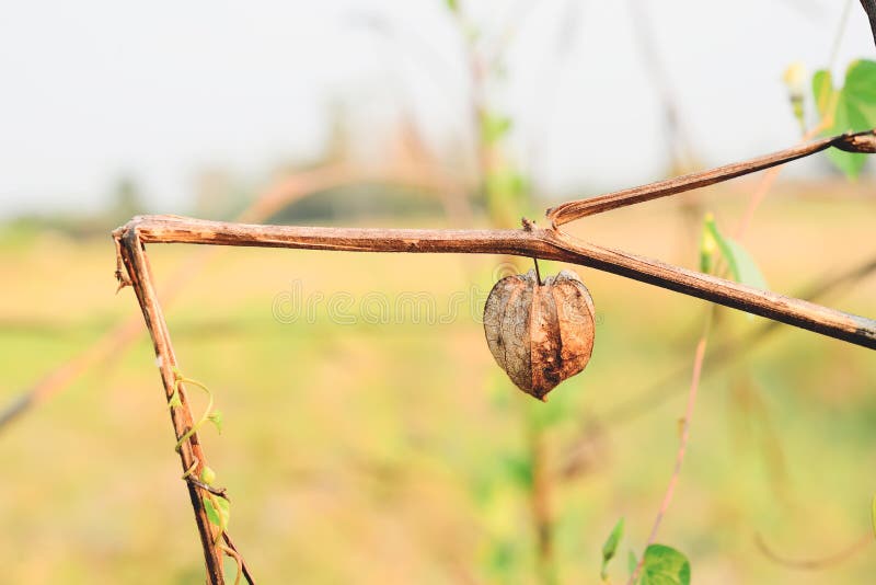 Seeds on tree stock photo. Image of fall, pods, plant - 88974014
