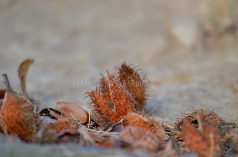 Husks Bug Stock Photos - Free & Royalty-Free Stock Photos from Dreamstime