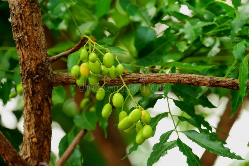 The New Neem Seeds are Still Green Stock Image - Image of natural ...