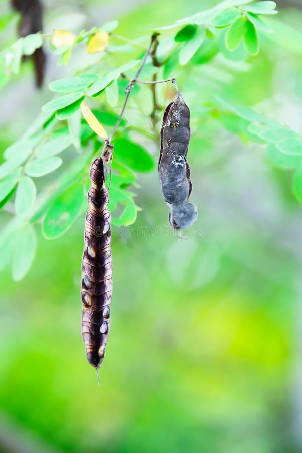 Seeds on tree stock image. Image of environment, autumn - 86151533