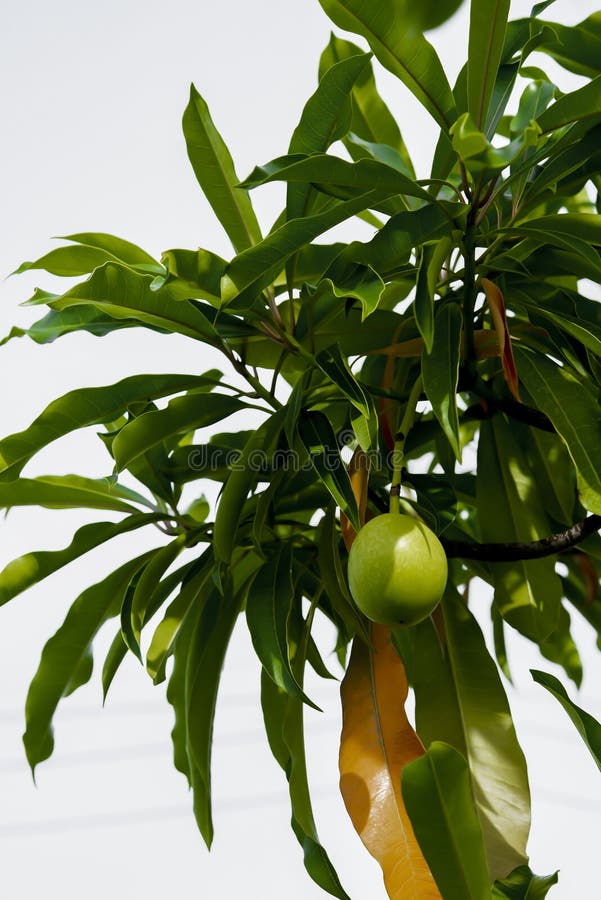 The Seeds of a Tree with a Round, Smooth and Glossy Surface Stock Photo ...
