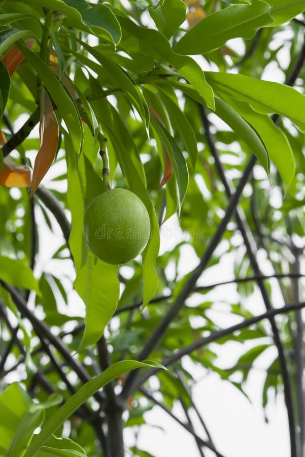 The Seeds of a Tree with a Round, Smooth and Glossy Surface Stock Image ...