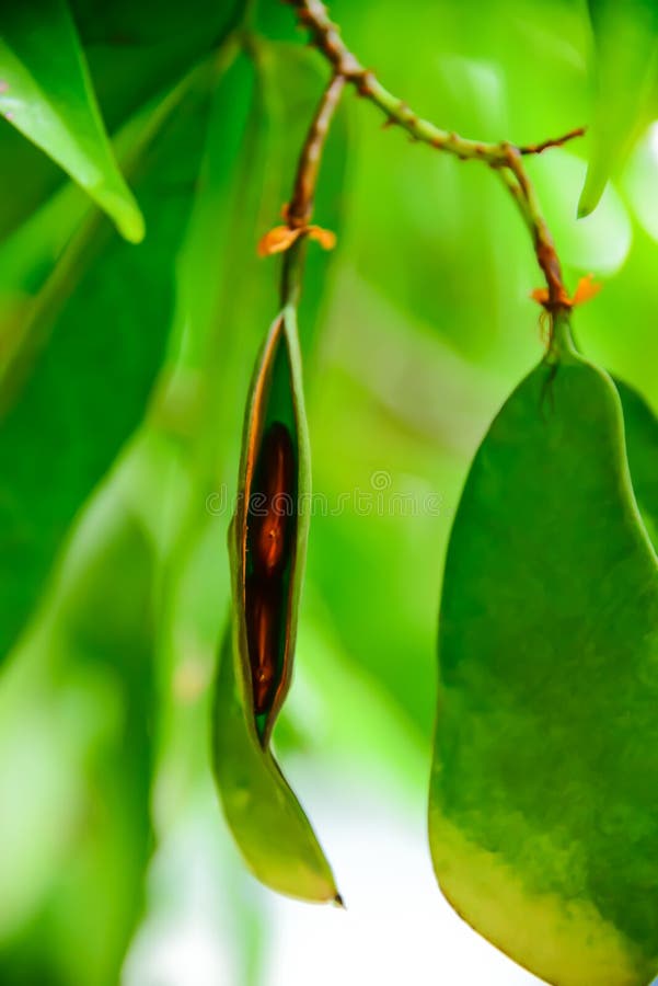 The Seeds of the Tree that the Shell Starts To Break Out Stock Photo ...