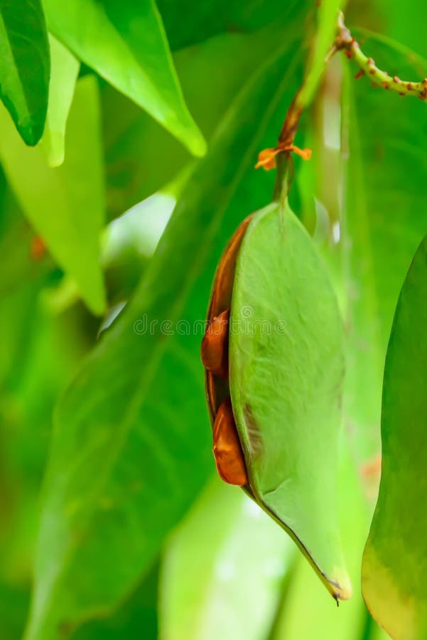 The Seeds of the Tree that the Shell Starts To Break Out Stock Photo ...
