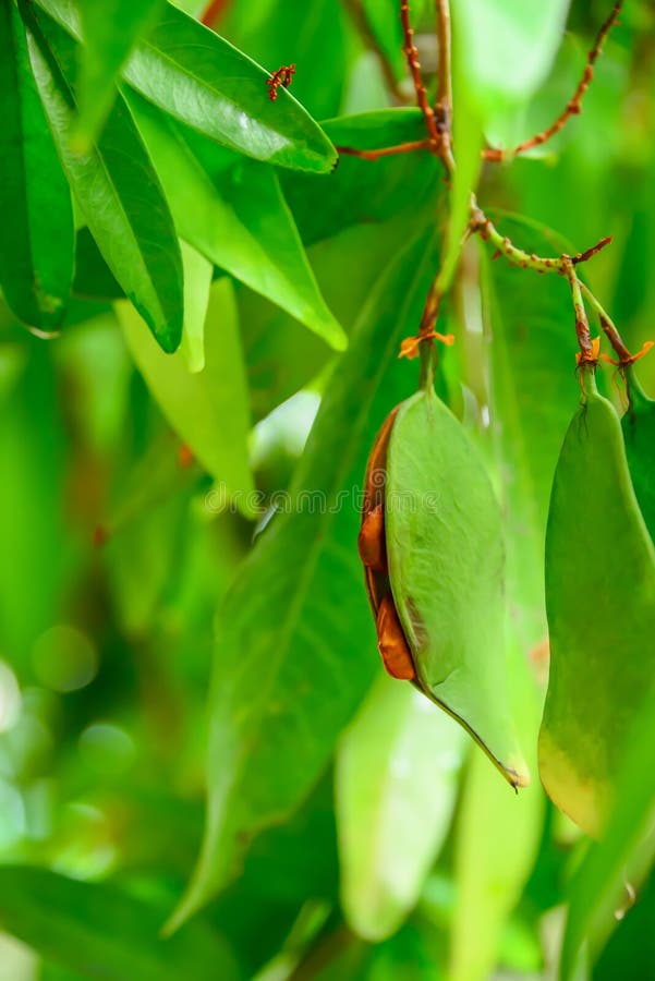 The Seeds of the Tree that the Shell Starts To Break Out Stock Image ...