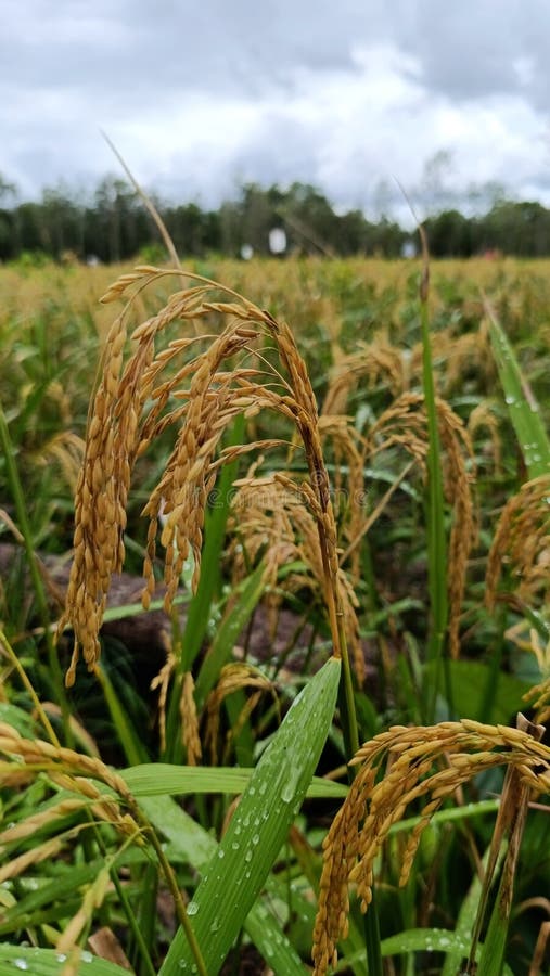 The Seeds Turn Yellow on the Stem. Rice Plants are Planted Stock Photo ...