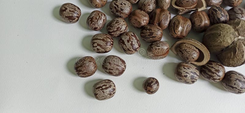 The Seeds of Various Plants in the Forest Stock Image - Image of white ...