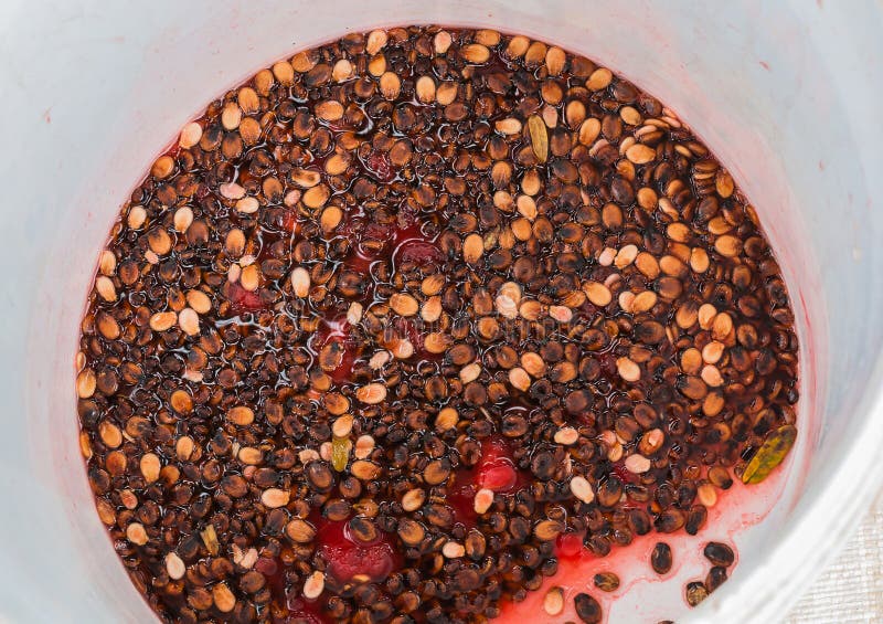 Seeds of watermelon stock photo. Image of black, watermelon - 89829788