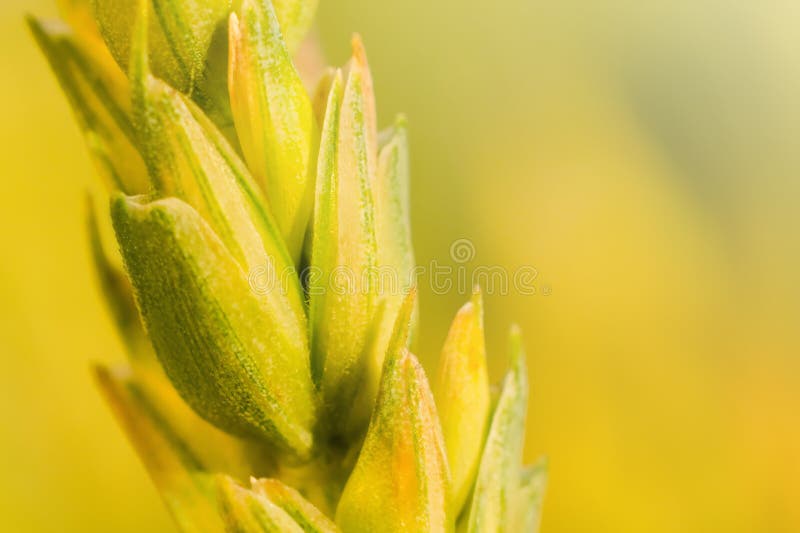Seeds of the Wheat Close Up Stock Image - Image of cultivated, color ...