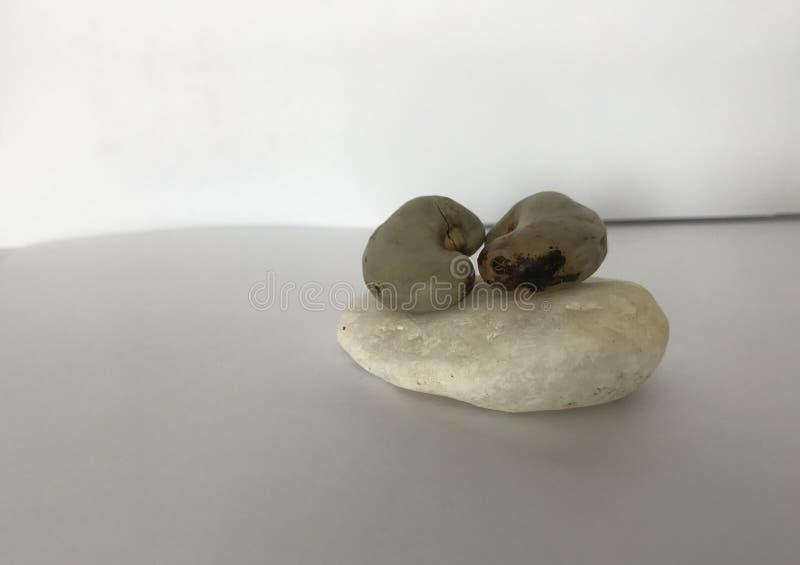 The Seeds is on the White Stone Stock Photo - Image of 2021, laken ...