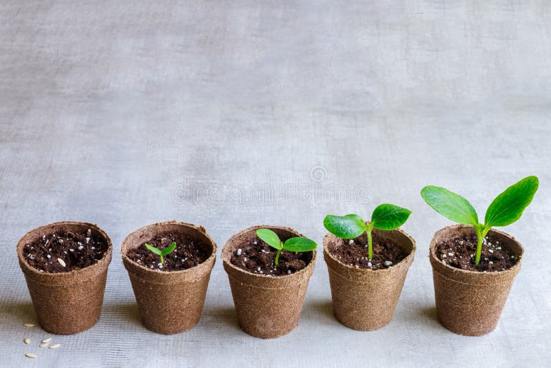 The Seeds of a Zucchini Plant Grow in a Pot. Stock Image - Image of ...