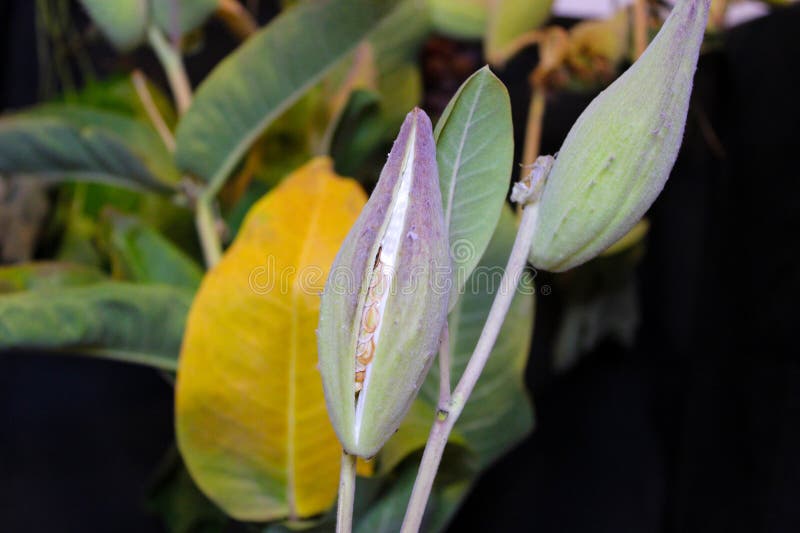 Seedy Milkweed Fiber Pod 01 Stock Photo - Image of split, morning ...