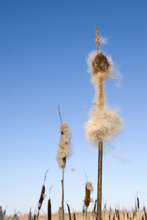 Seedy Reed Stalks Head in Winter Cat-tail Stock Photo - Image of lake ...