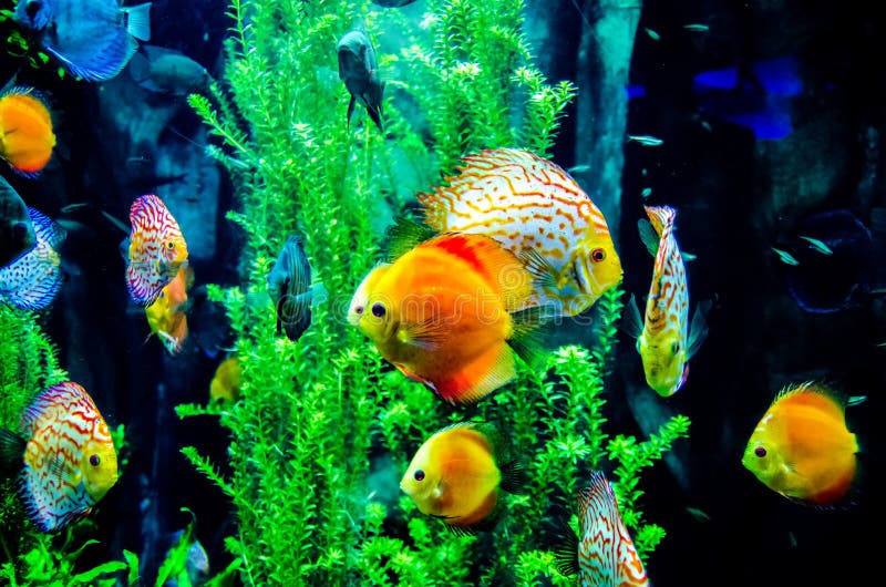 Seefisch im Ozean stockfoto. Bild von frech, farbe, salzwasser - 40081546