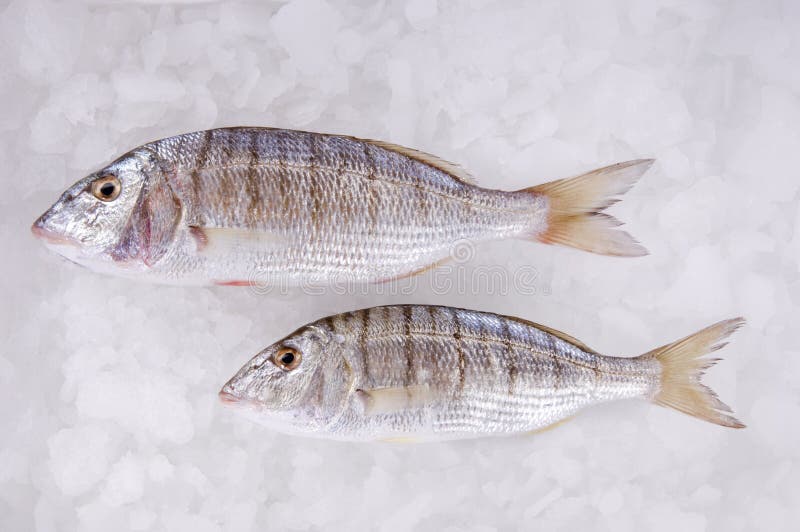 Frische Seefische stockfoto. Bild von frisch, frischwasser - 24139092