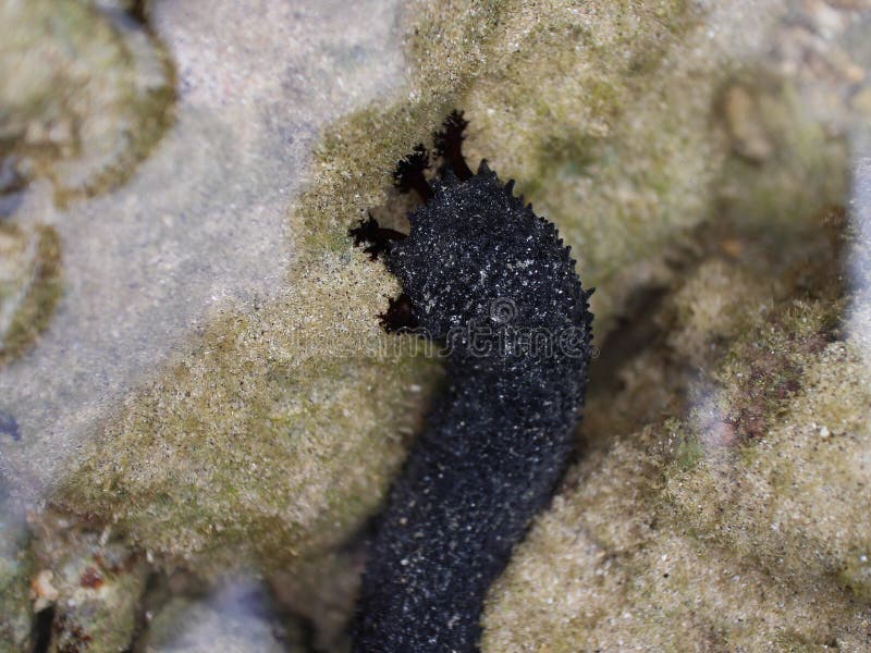 379 Seegurke Fotos - Kostenlose und Royalty-Free Stock-Fotos von Dreamstime