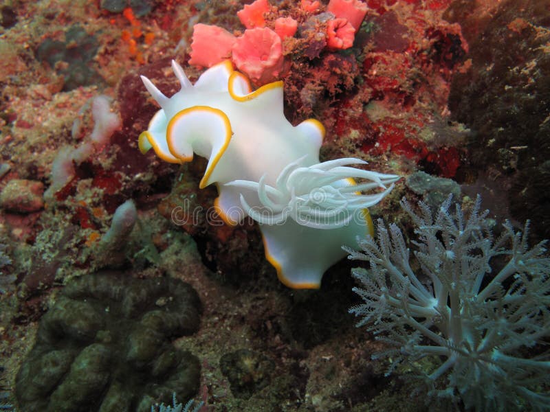Florida-Seehasen stockbild. Bild von florida, sumpfgebiete - 51149623