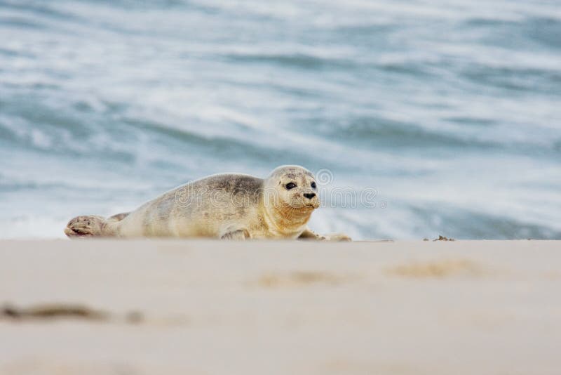 Seehund, Der am Strand - Phoca Vitulina Stillsteht Stockfoto - Bild von ...