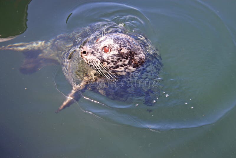 Seehund stockfoto. Bild von meer, victoria, geläufig - 85153080