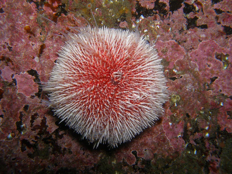 Seeigel stockfoto. Bild von aktiv, seetang, umgebung, augen - 1037742