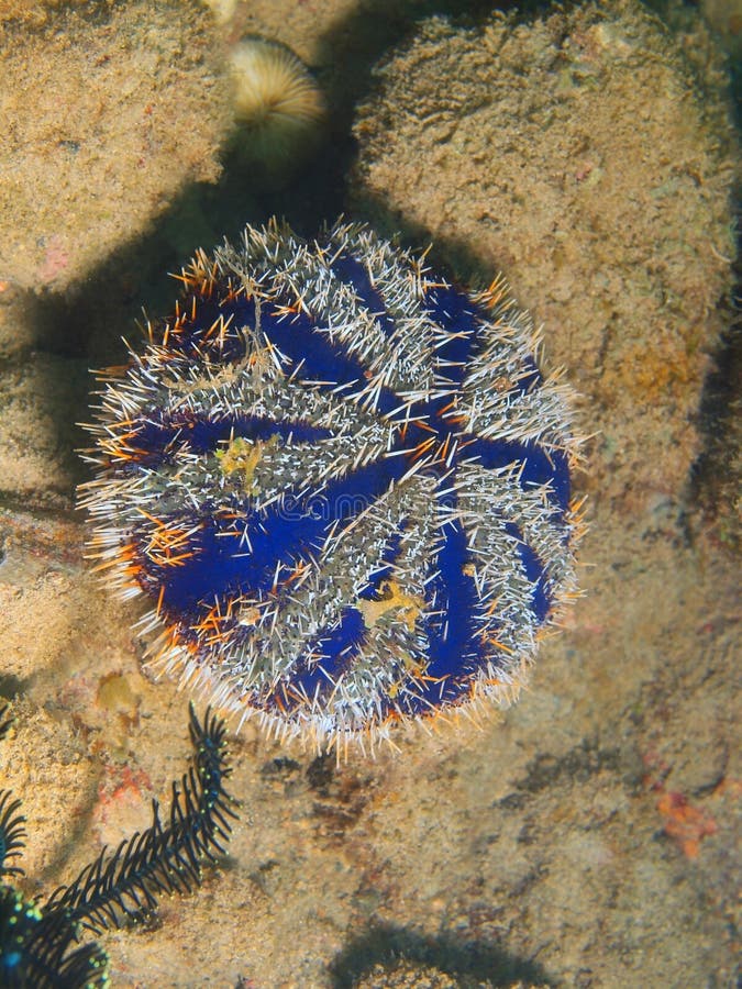Seeigel stockfoto. Bild von bengel, meer, nave, tier - 50070842