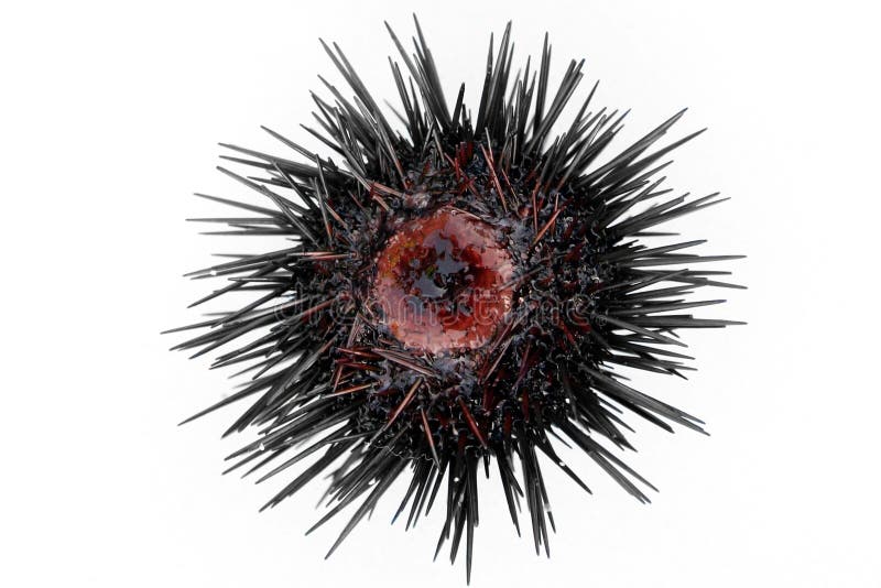 Seeigel stockbild. Bild von calcit, italien, stich, insel - 63387399