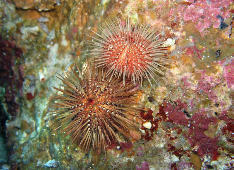 Seeigel stockfoto. Bild von küste, ufer, stachelig, wasser - 12892552