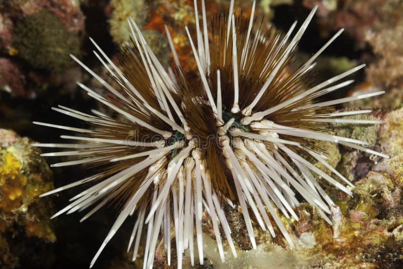 Seeigel stockfoto. Bild von bengel, meer, nave, tier - 50070842