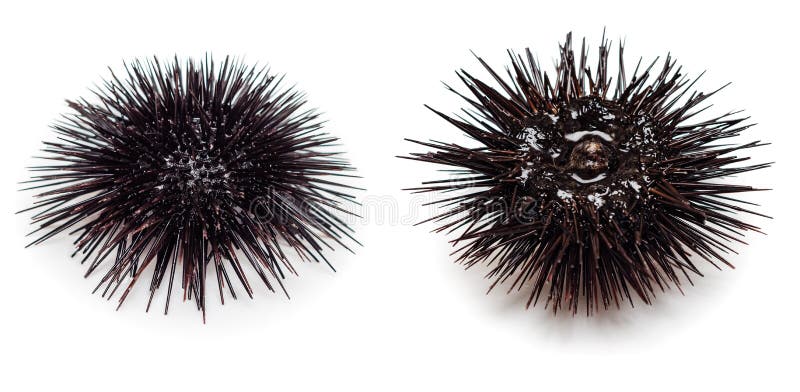 Neues Uni Japanisches Neues Rohes Lebensmittel Des Seeigels Im Oberteil ...