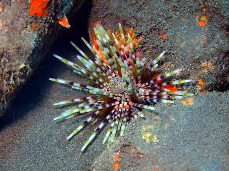 Seeigel stockfoto. Bild von bengel, meer, nave, tier - 50070842