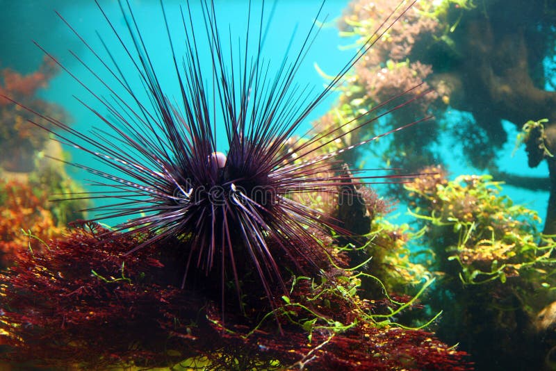 Seeigel stockbild. Bild von sommer, fauna, strand, ruhig - 1355439