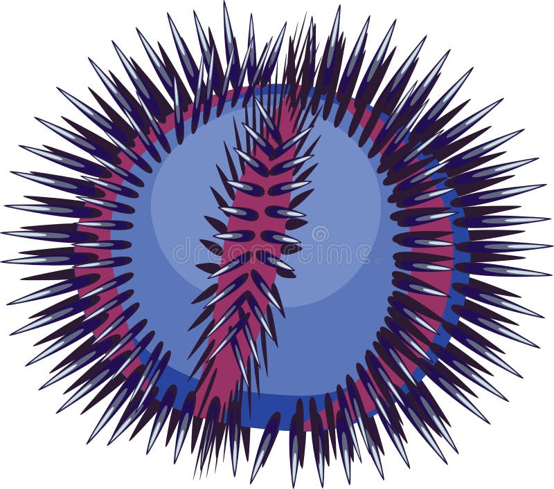 Seeigel vektor abbildung. Illustration von zeichnung - 69525845