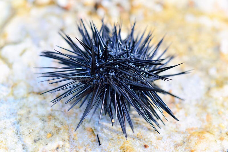 Seeigel stockbild. Bild von meer, sommer, tritonshorn - 1355439