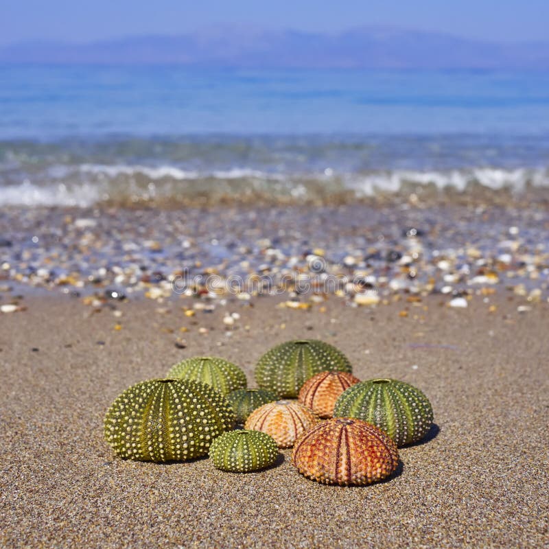 Seeigel auf dem Strand stockfoto. Bild von nahaufnahme - 49467462