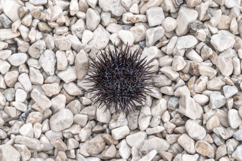 Seeigel Auf Dem Strand Makro Stockfoto - Bild von violett, blau: 74188602