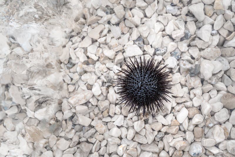 Seeigel Auf Dem Strand Makro Stockfoto - Bild von violett, blau: 74188602