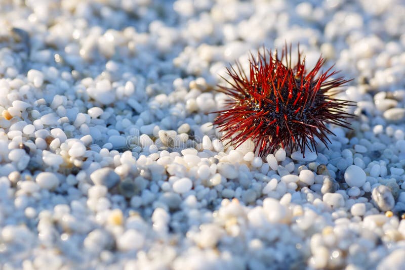 Seeigel Auf Dem Strand Makro Stockfoto - Bild von violett, blau: 74188602