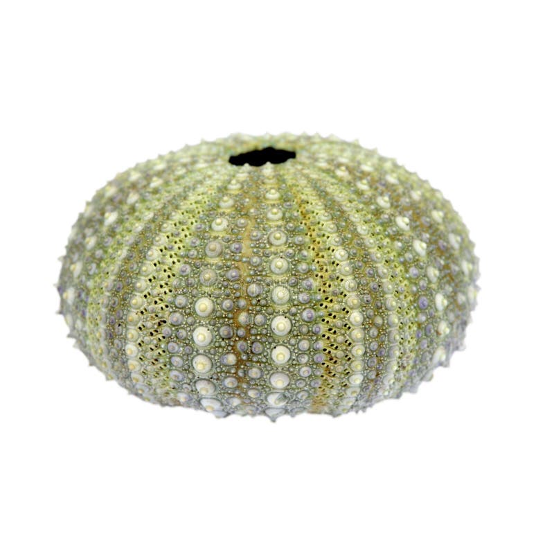 Seeigel-Schale stockfoto. Bild von schale, kalkhaltig - 21593024